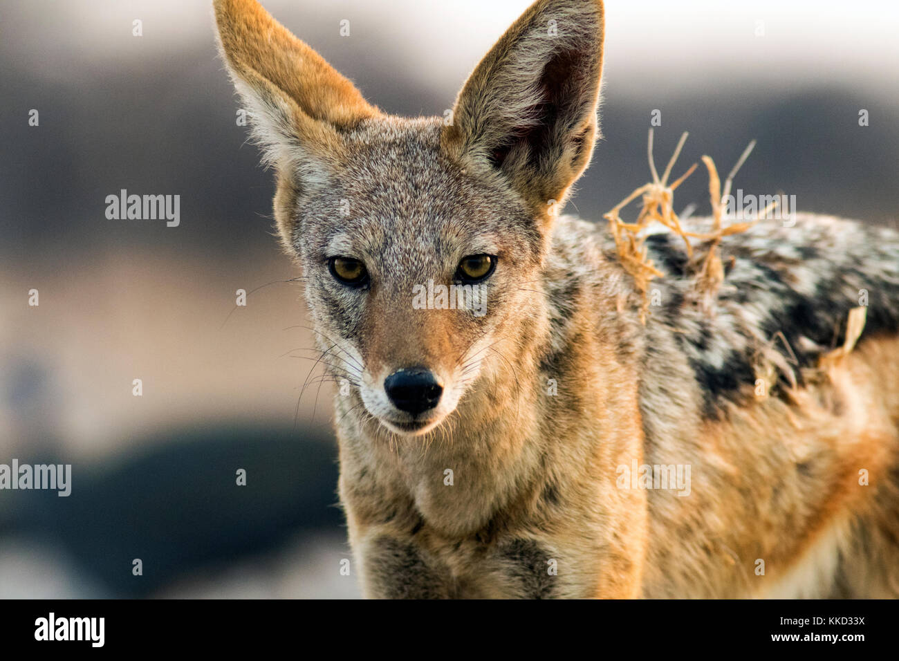 Black-backed Jackal (Canis mesomelas) - Onkolo Hide, Onguma Game ...