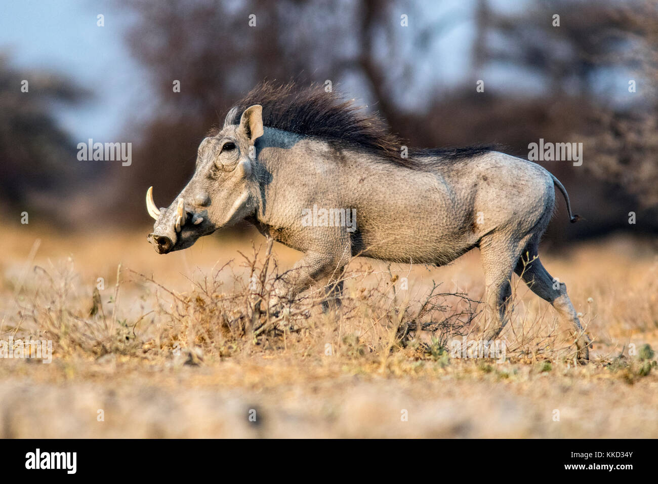 Common warthog (Phacochoerus africanus) - Onkolo Hide, Onguma Game ...