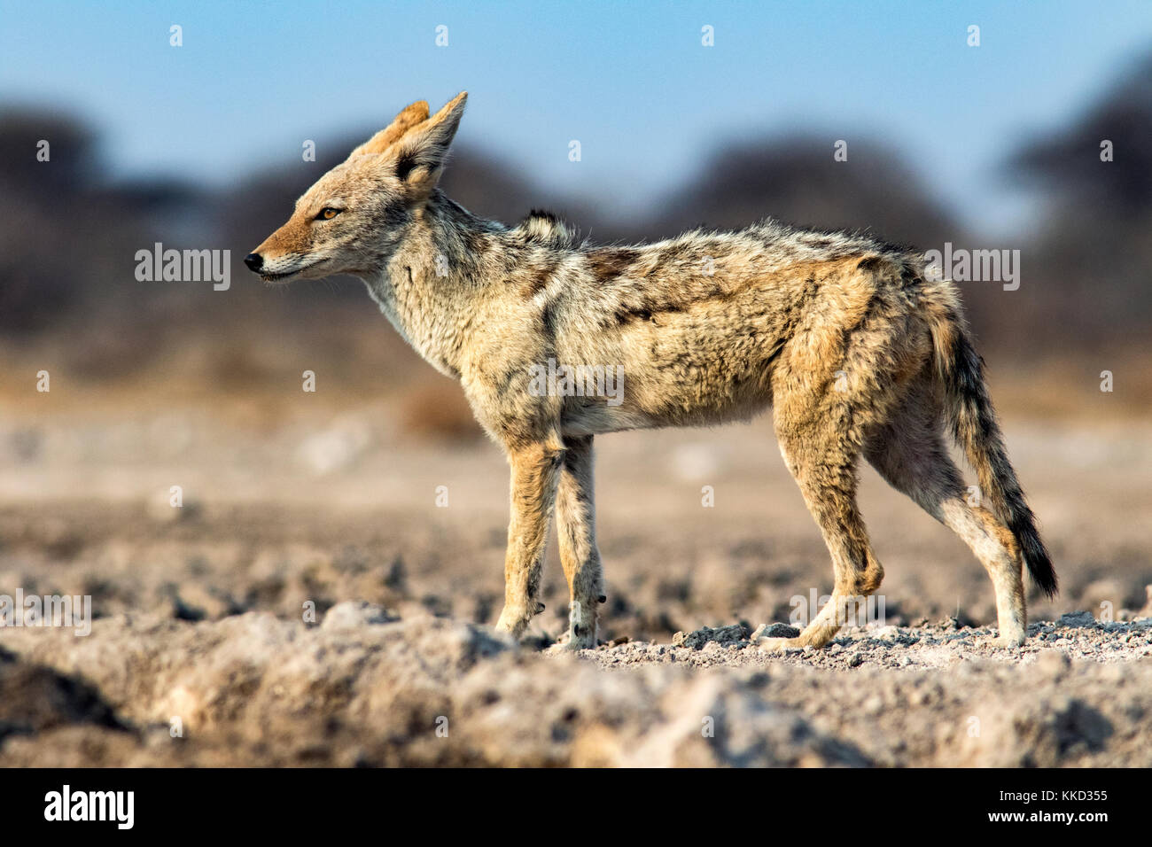 Black-backed Jackal (Canis mesomelas) - Onkolo Hide, Onguma Game ...