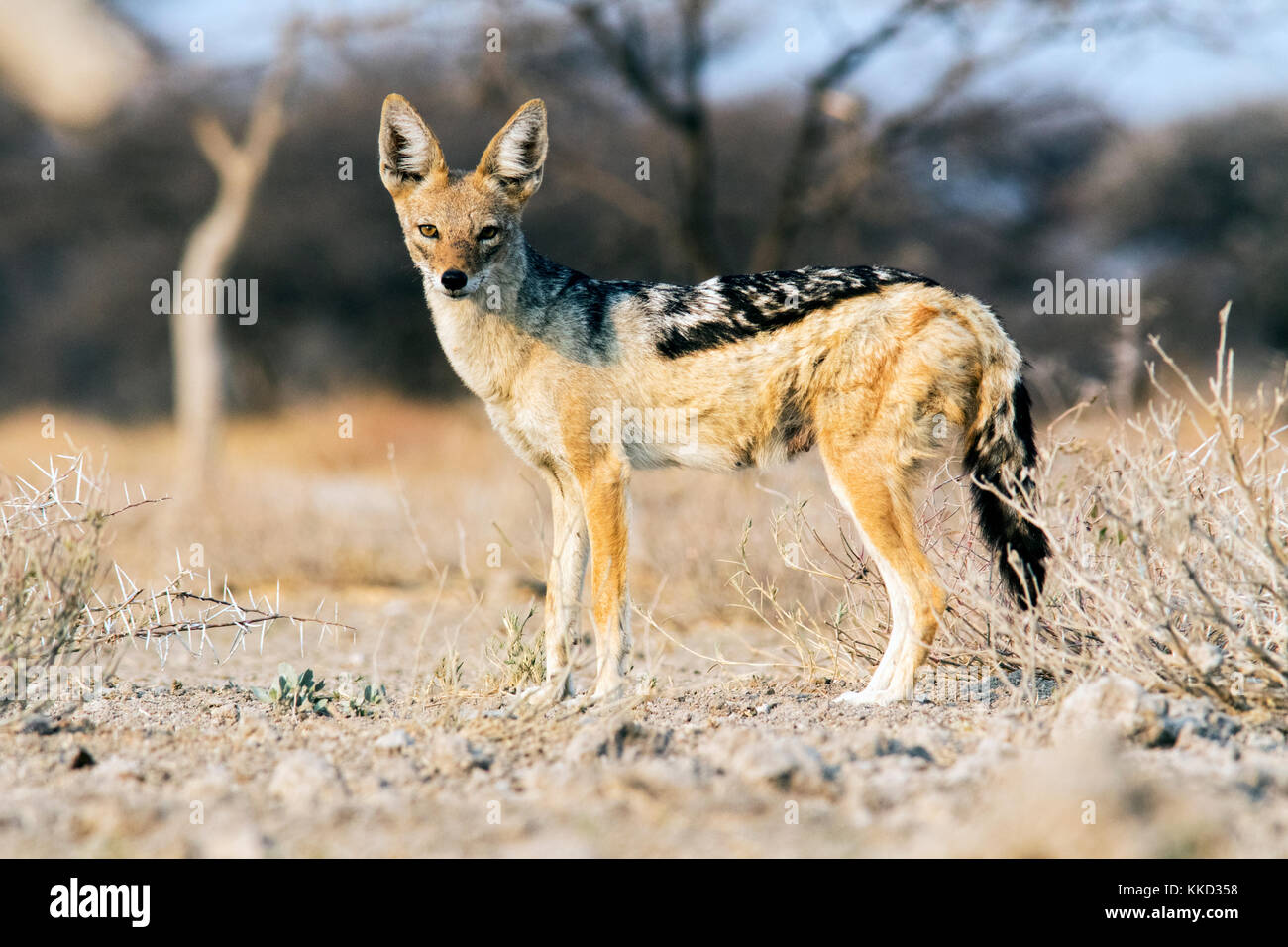 Black-backed Jackal (Canis mesomelas) - Onkolo Hide, Onguma Game ...