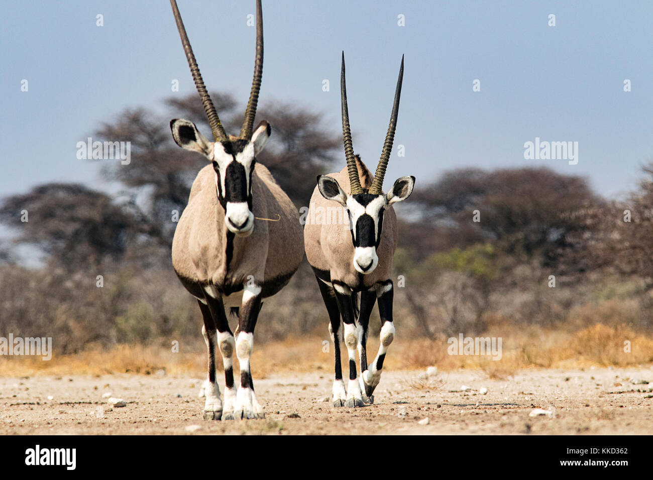 Gemsbok or Oryx (Oryx gazella) - Onkolo Hide, Onguma Game Reserve ...
