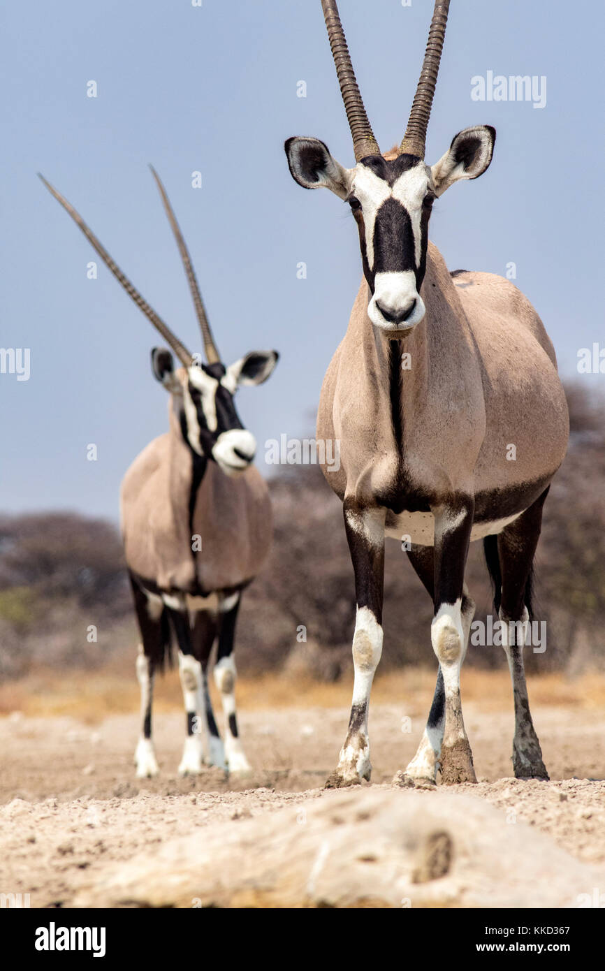 Gemsbok or Oryx (Oryx gazella) - Onkolo Hide, Onguma Game Reserve ...