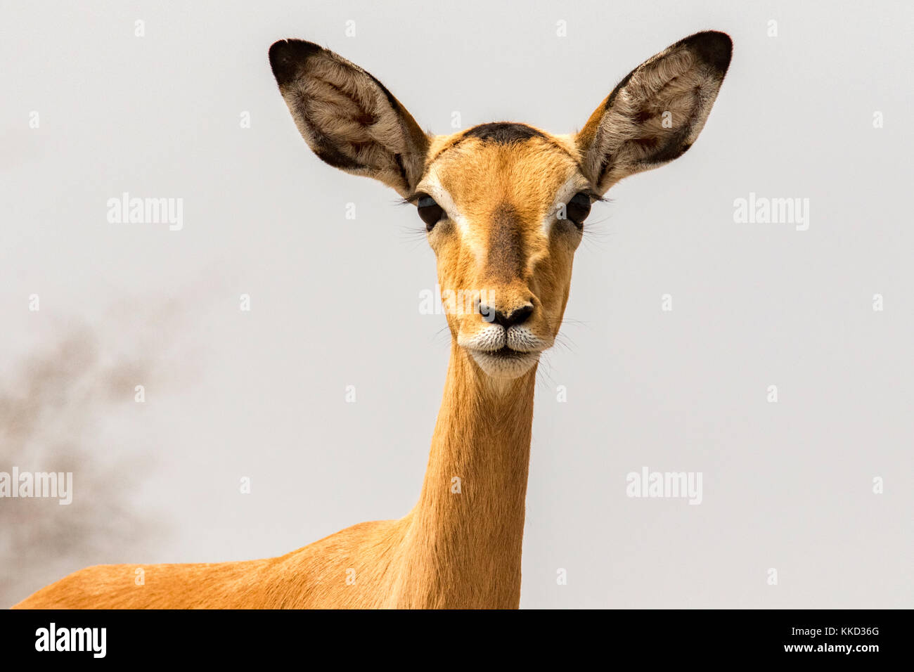 Female Impala on alert at Onkolo Hide, Onguma Game Reserve, Namibia ...