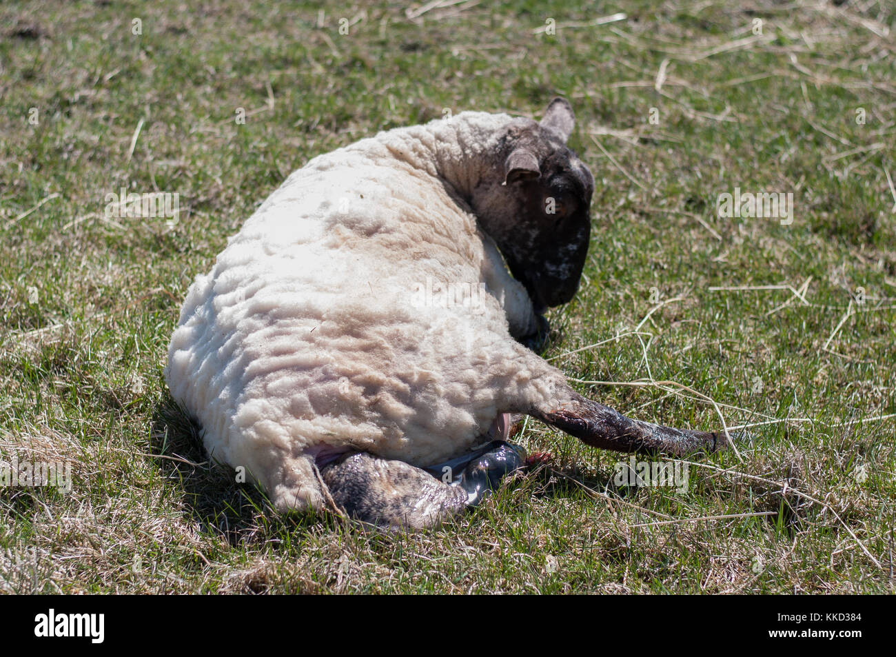 Ewe in labor hi-res stock photography and images - Alamy