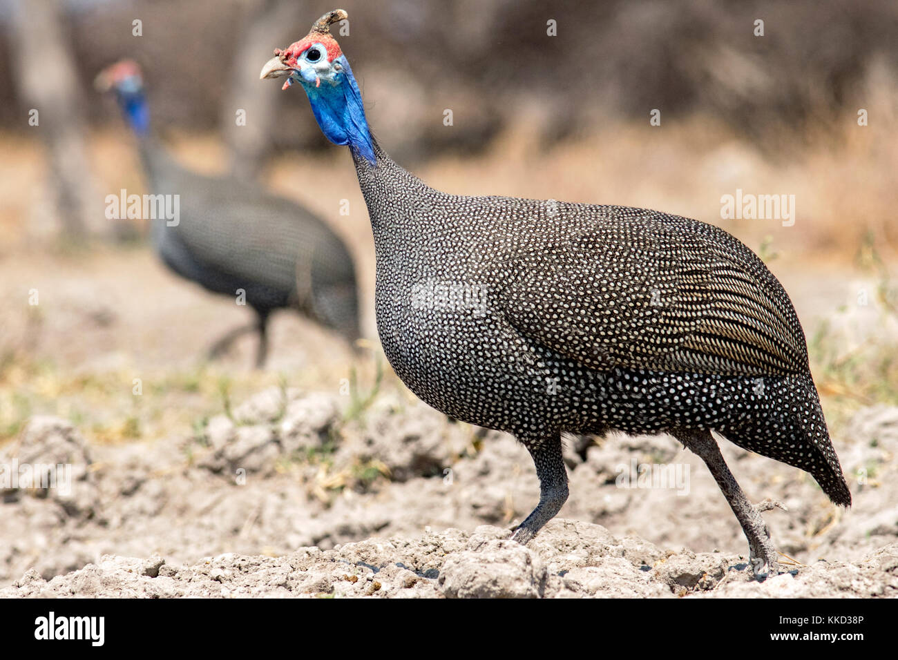 Helmeted guineafowl (Numida meleagris) - Onkolo Hide, Onguma Game ...
