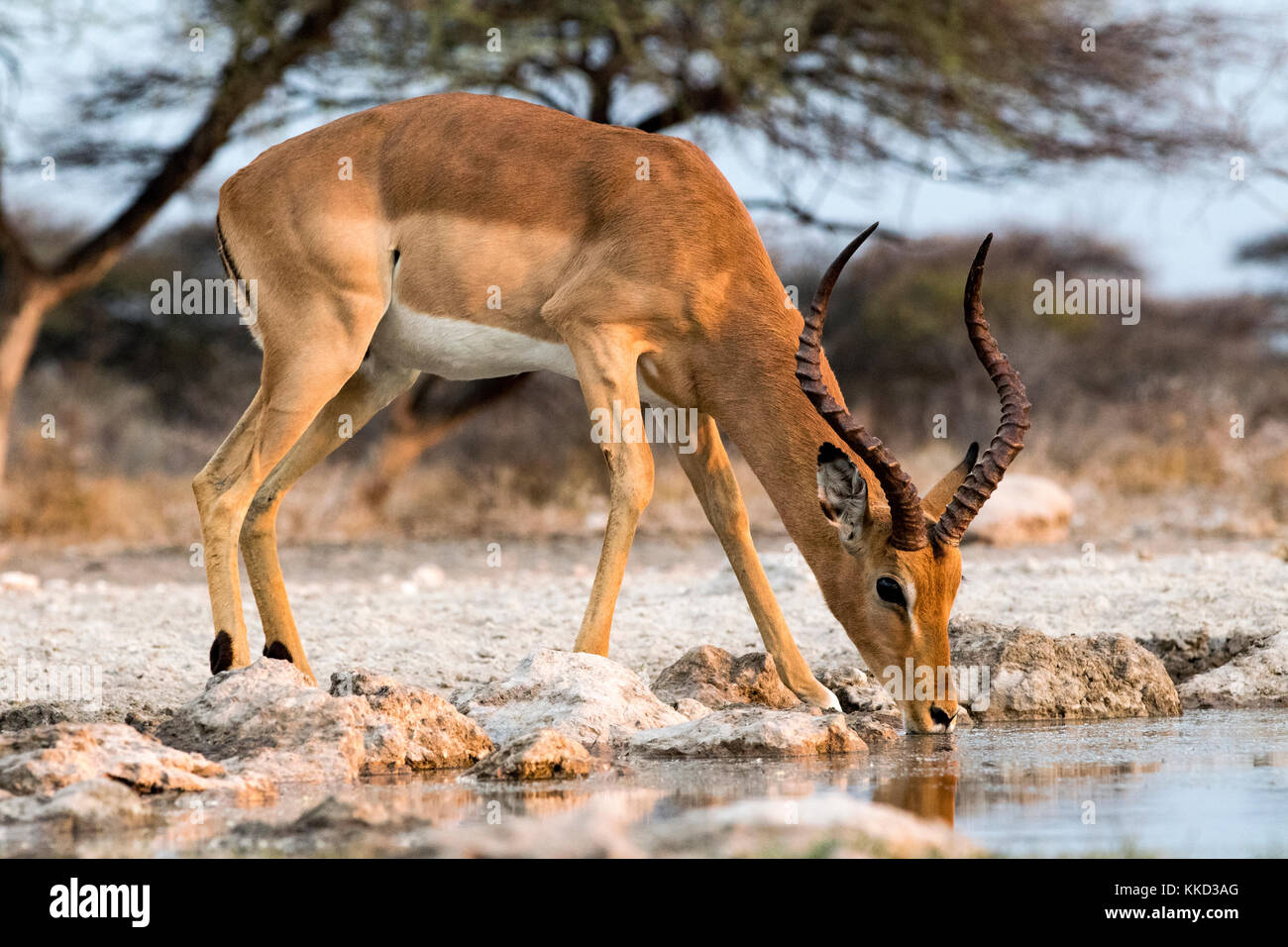 Impala drinking at Onkolo Hide, Onguma Game Reserve, Namibia, Africa ...