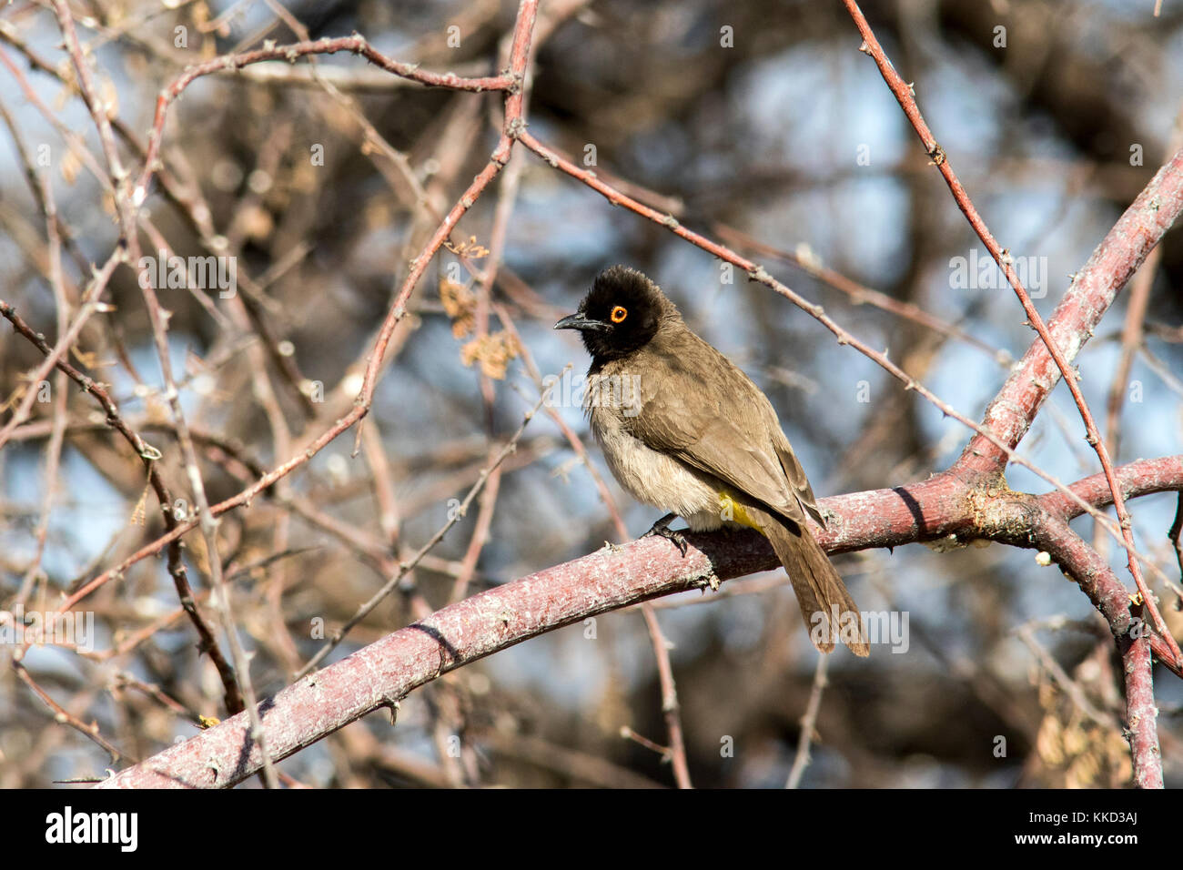 African red-eyed bulbul or black-fronted bulbul (Pycnonotus nigricans ...