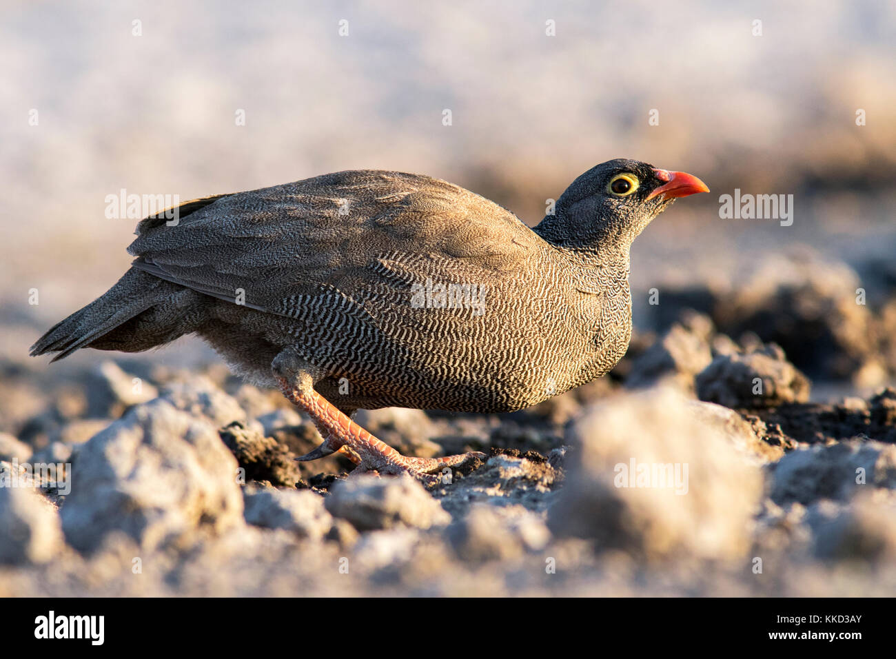 Red-billed spurfowl (Pternistis adspersus) - Onkolo Hide, Onguma Game ...