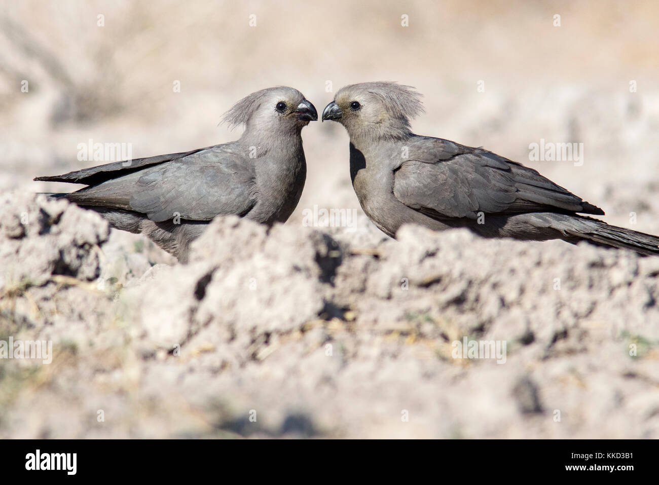 Grey go-away-bird (Corythaixoides concolor) Onkolo Hide, Onguma Game ...