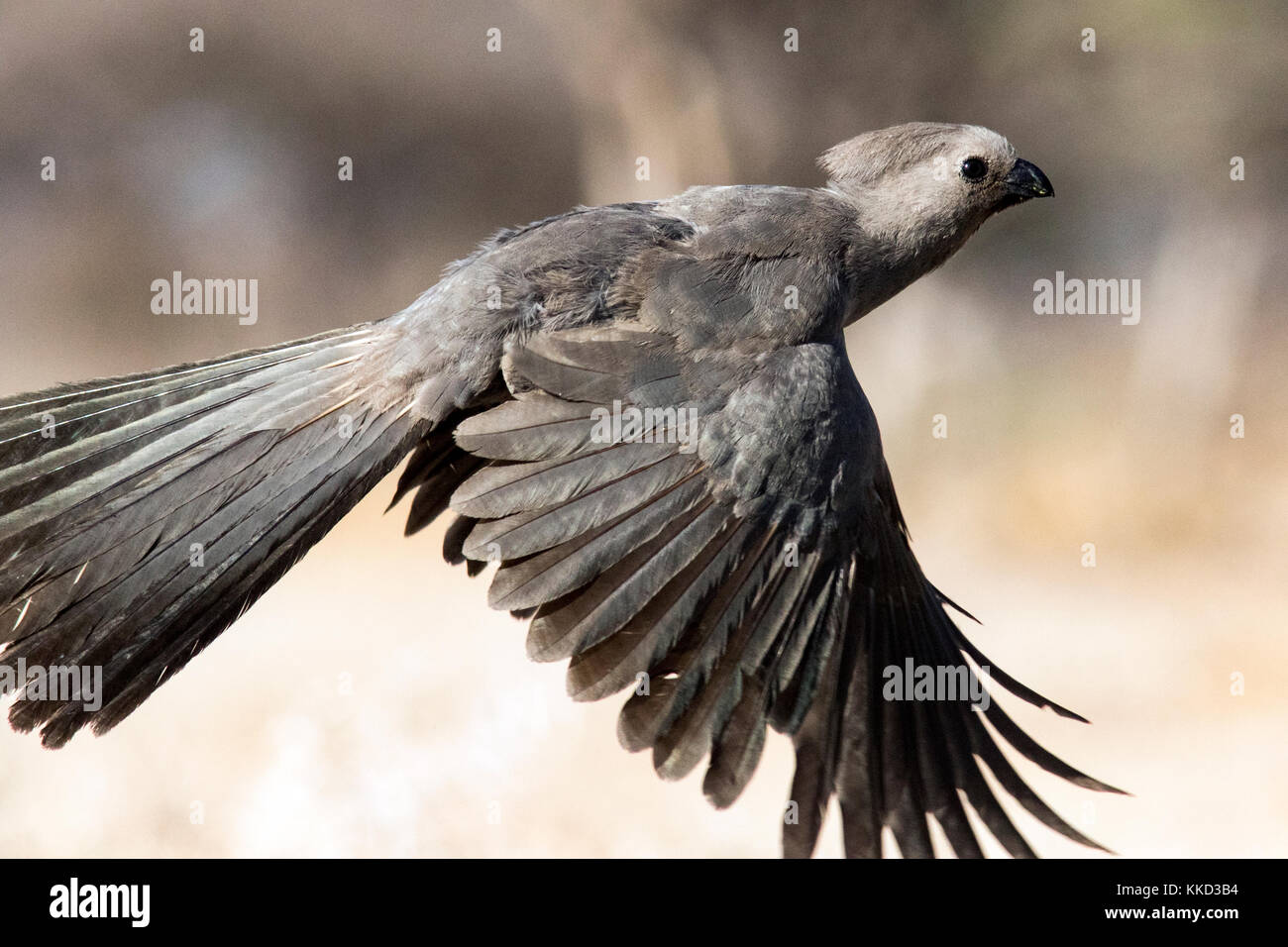 Grey go-away-bird (Corythaixoides concolor) in flight - Onkolo Hide ...