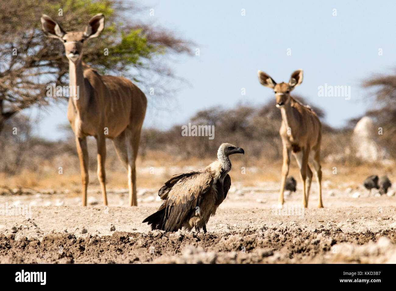 White-backed vulture (Gyps africanus) with female greater kudu at ...
