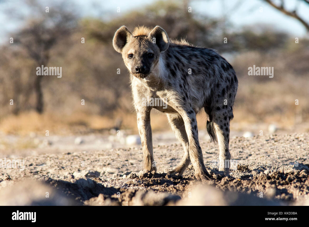 Spotted hyena (Crocuta crocuta) - Onkolo Hide, Onguma Game Reserve ...