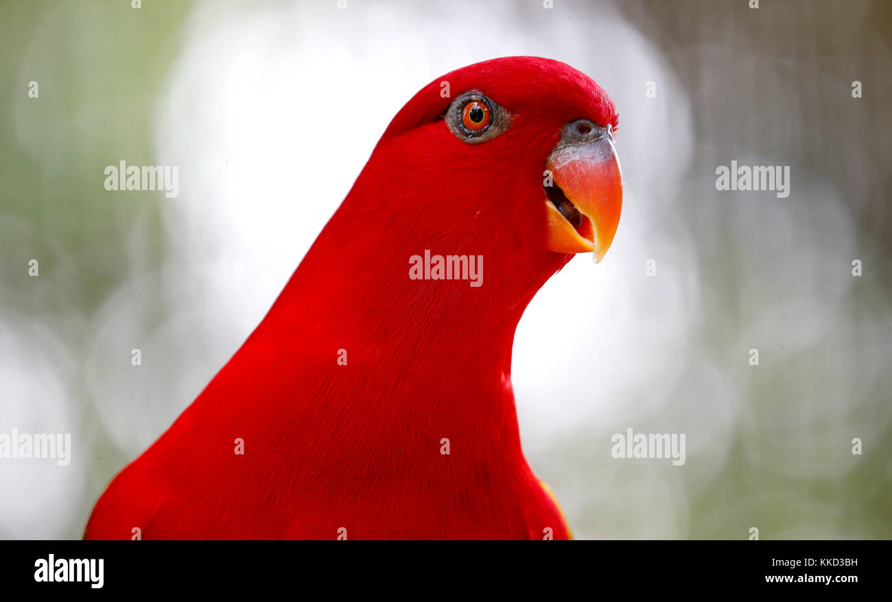 Close-up of Parrot in Kuala Lumpur Bird Park, Malaysia Stock Photo - Alamy