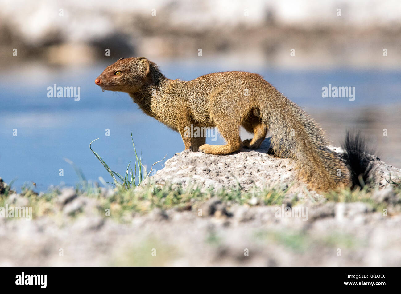 Slender mongoose (Galerella sanguinea) - Onkolo Hide, Onguma Game ...