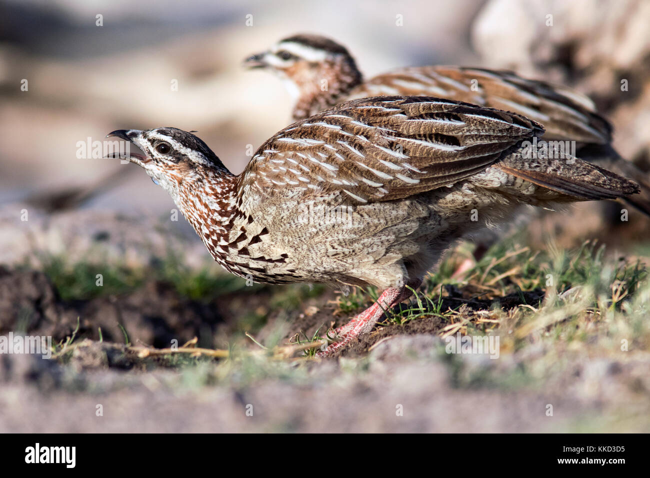 Crested francolin (Dendroperdix sephaena) - Onkolo Hide, Onguma Game ...