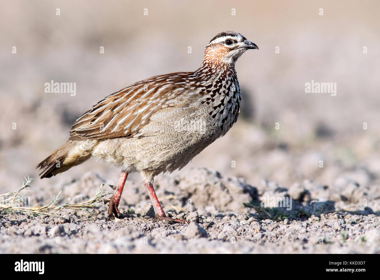 Crested francolin (Dendroperdix sephaena) - Onkolo Hide, Onguma Game ...
