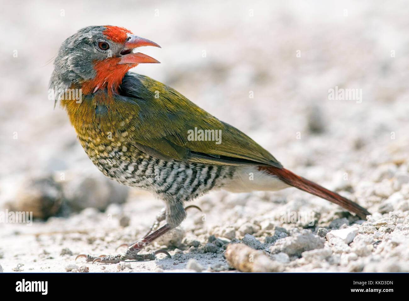 Green-winged pytilia (Pytilia melba) - Onkolo Hide, Onguma Game Reserve ...