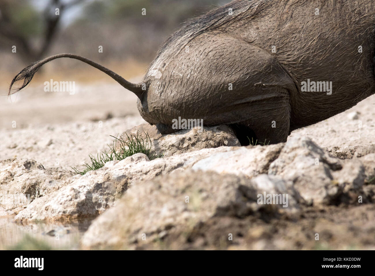 Common warthog (Phacochoerus africanus) scratching against rock ...