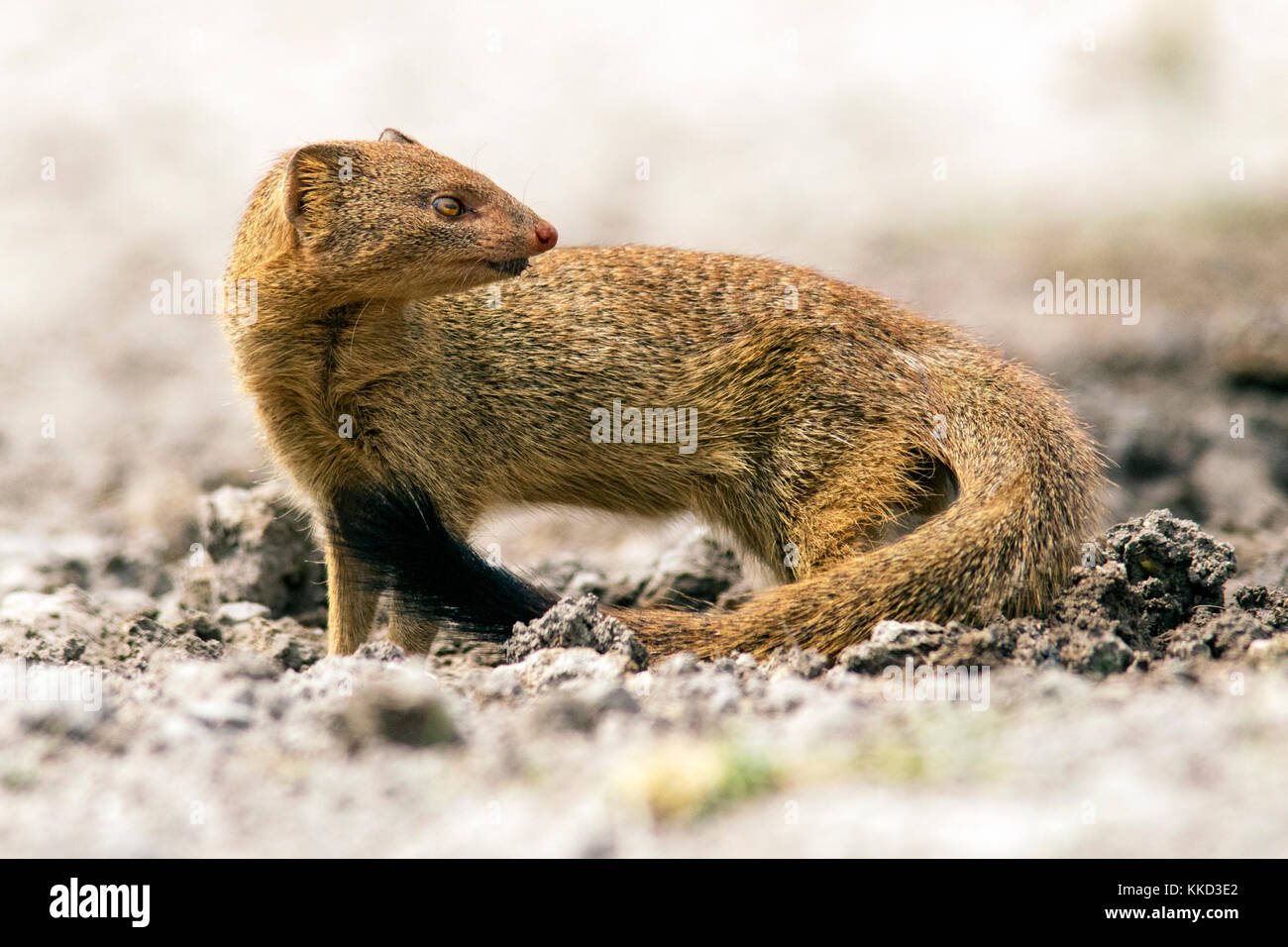Slender mongoose (Galerella sanguinea) - Onkolo Hide, Onguma Game ...