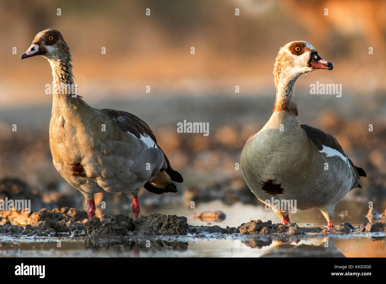 Egyptian Geese (Alopochen aegyptiaca) - Onkolo Hide, Onguma Game ...
