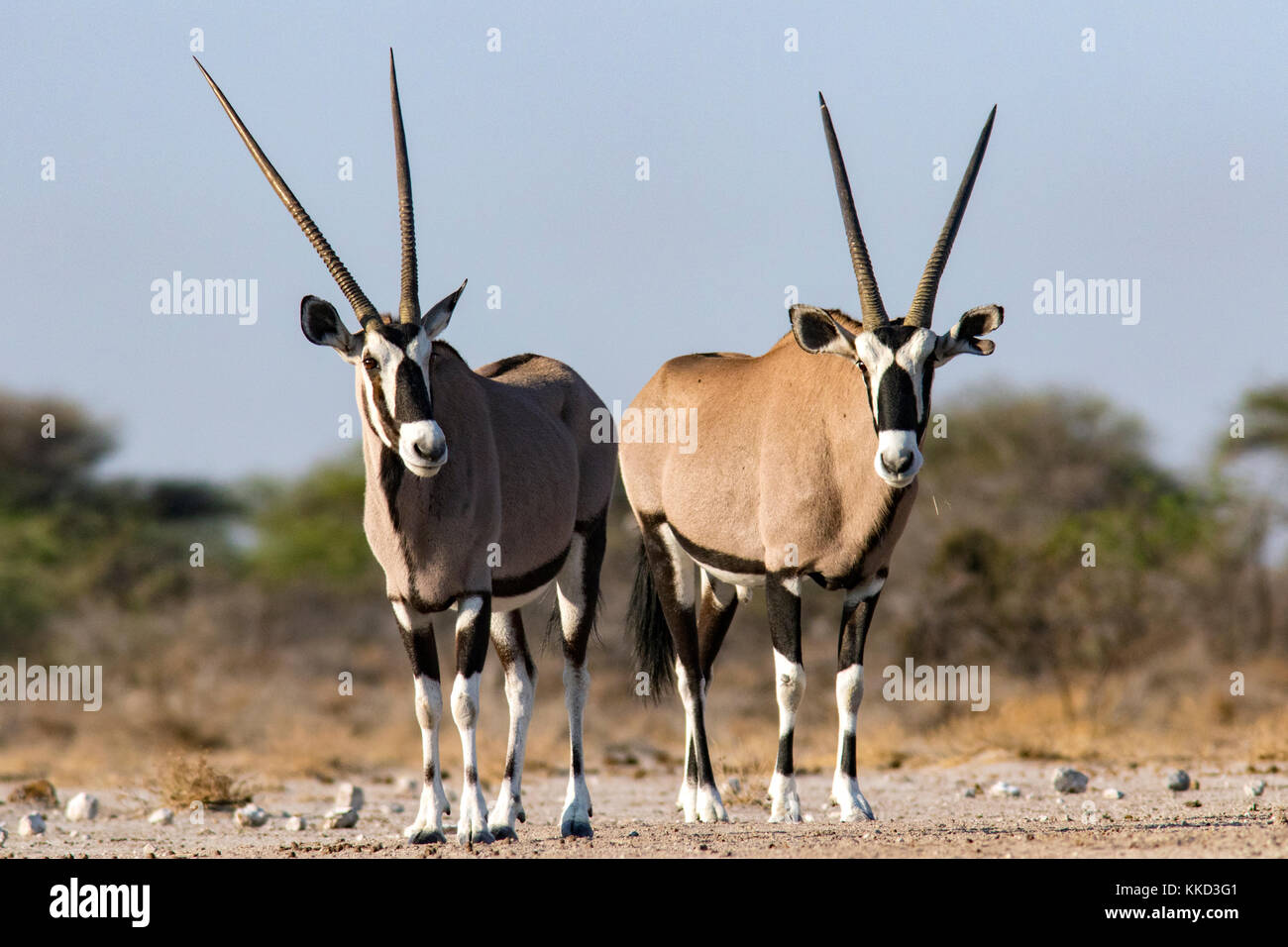 Gemsbok or Oryx (Oryx gazella) - Onkolo Hide, Onguma Game Reserve ...