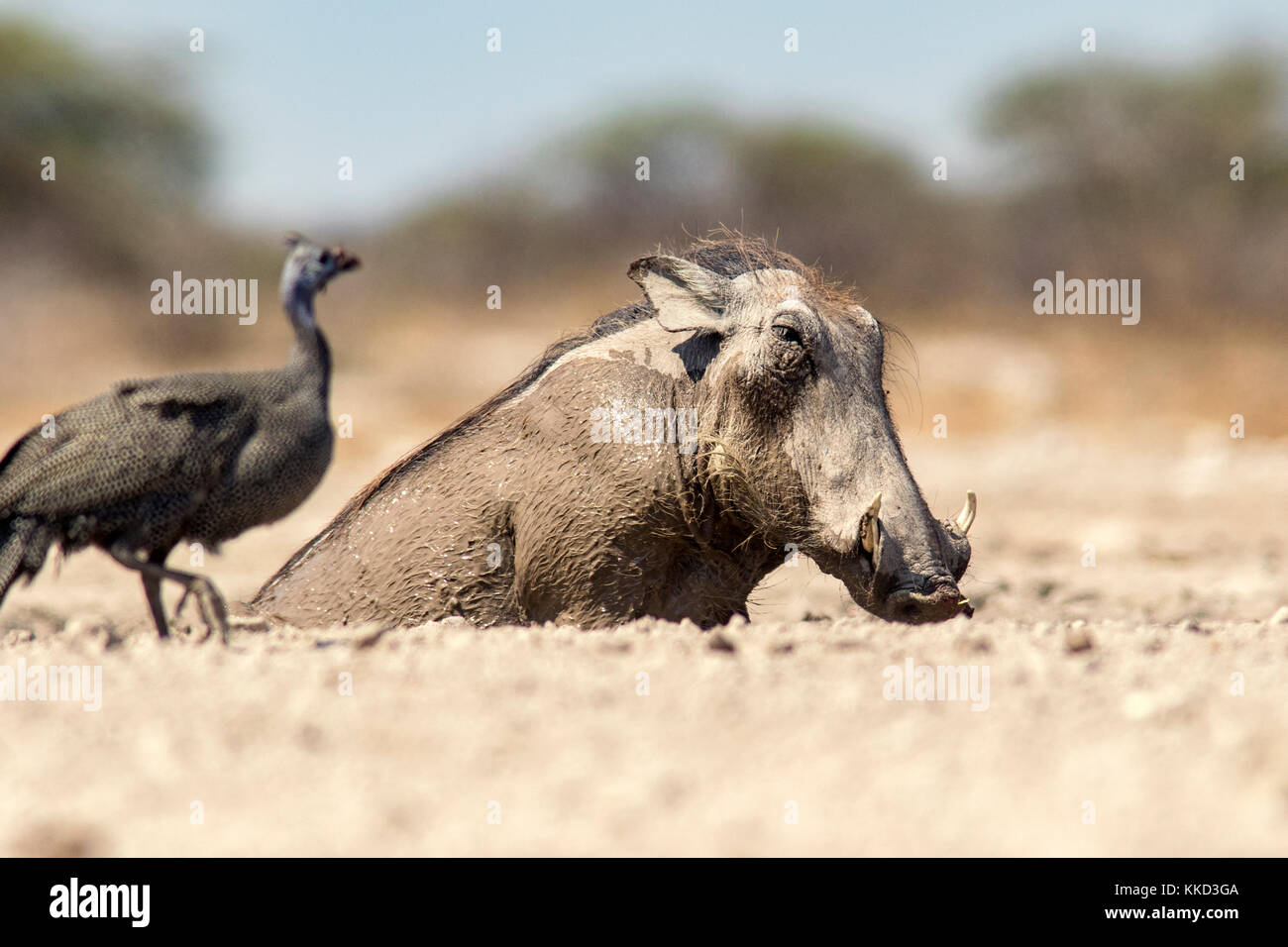 Common warthog (Phacochoerus africanus) taking mud bath - Onkolo Hide ...