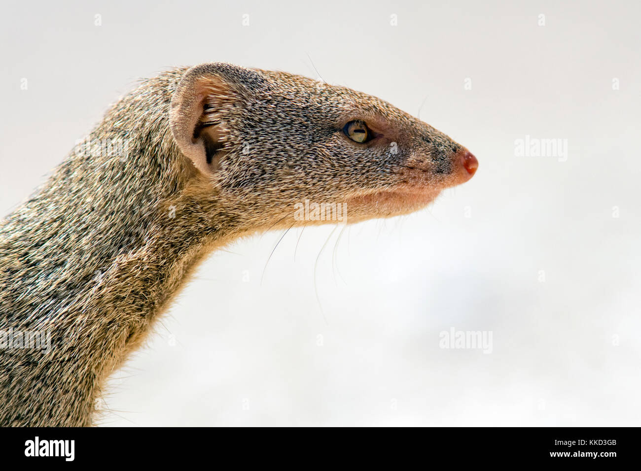 Slender mongoose (Galerella sanguinea) - Onkolo Hide, Onguma Game ...