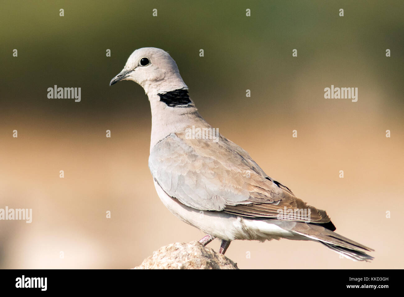 Ring-necked dove or Cape turtle dove (Streptopelia capicola) - Onkolo ...