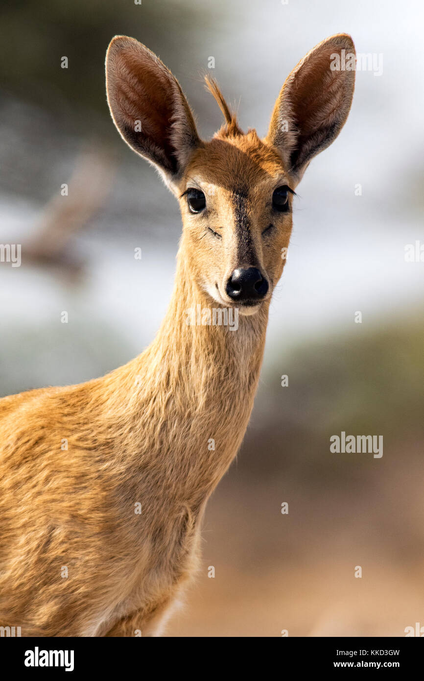 African duiker High Resolution Stock Photography and Images - Alamy