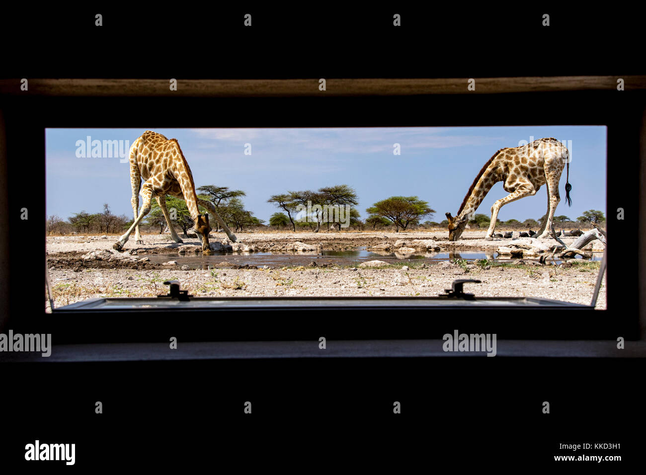 Giraffe through window at Onkolo Hide, Onguma Game Reserve, Namibia ...