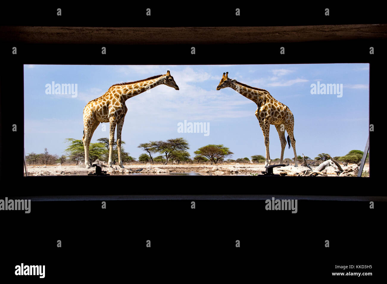 Giraffe through window hi-res stock photography and images - Alamy