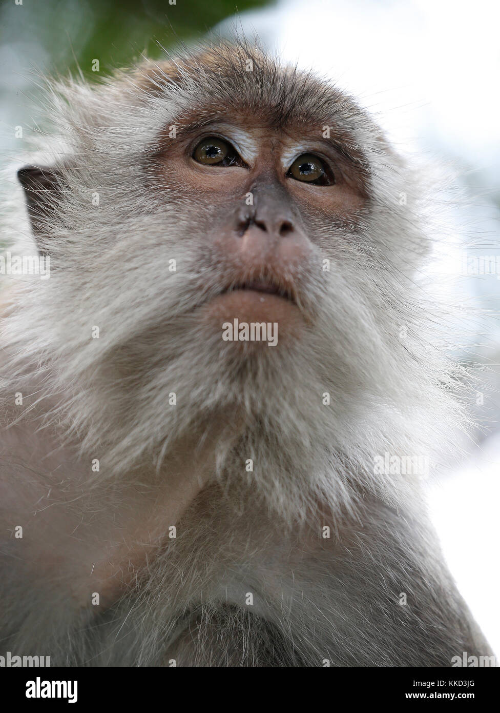 Monkey near Kuala Lumpur Bird Park, Malaysia Stock Photo - Alamy