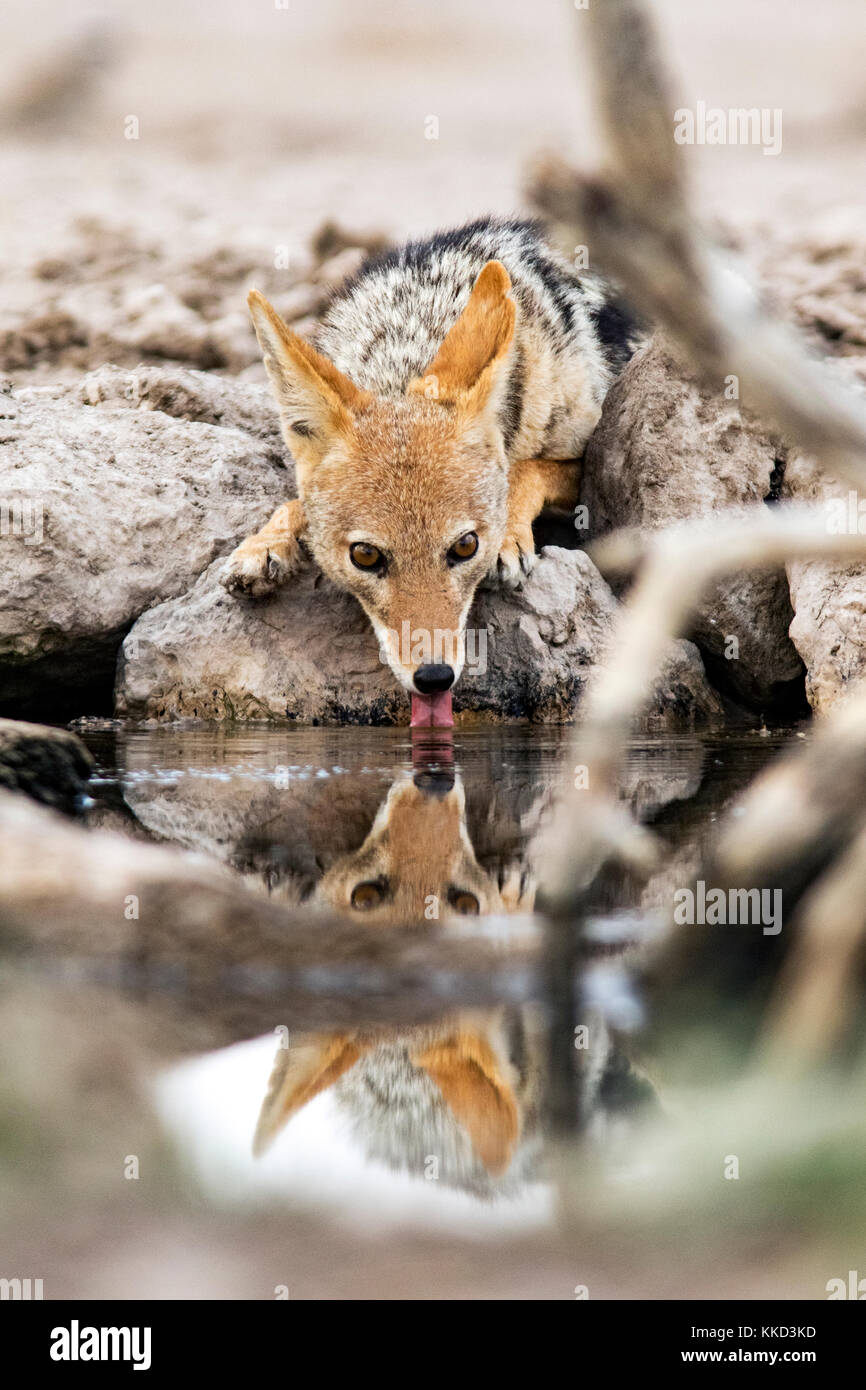Black-backed Jackal (Canis mesomelas) - Onkolo Hide, Onguma Game ...
