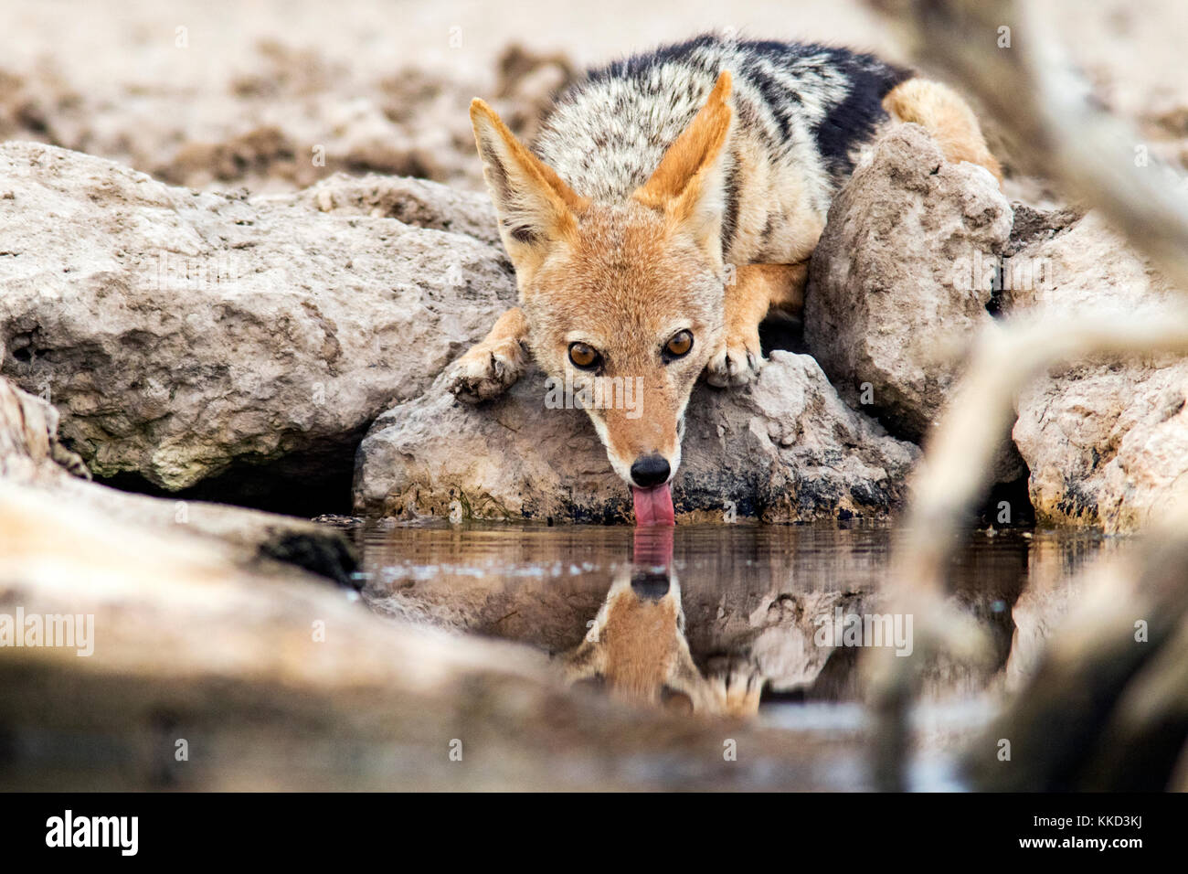 Black-backed Jackal (Canis mesomelas) - Onkolo Hide, Onguma Game ...