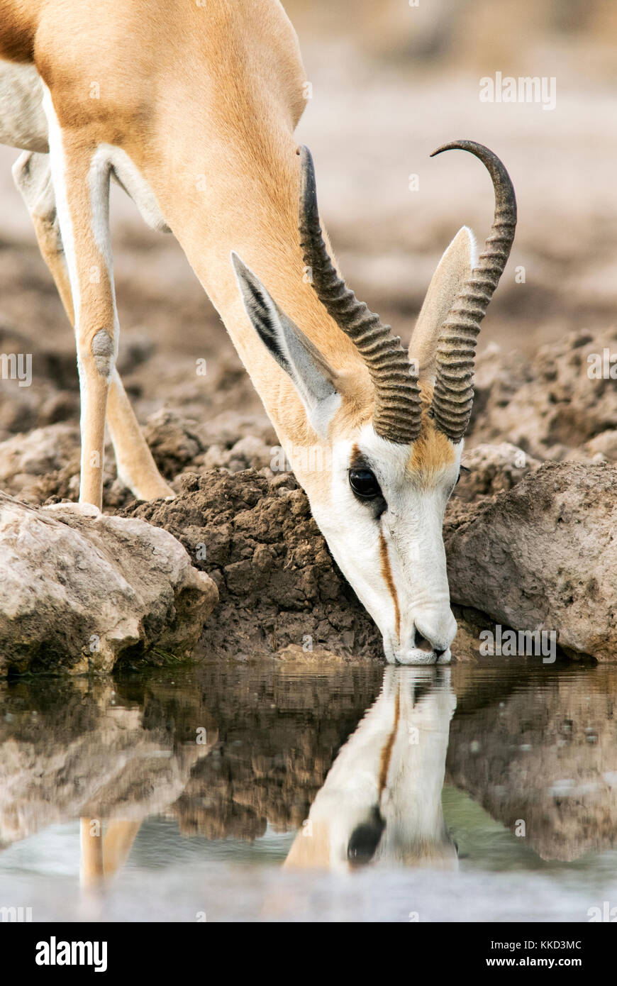 Springbok (Antidorcas marsupialis) - Onkolo Hide, Onguma Game Reserve ...