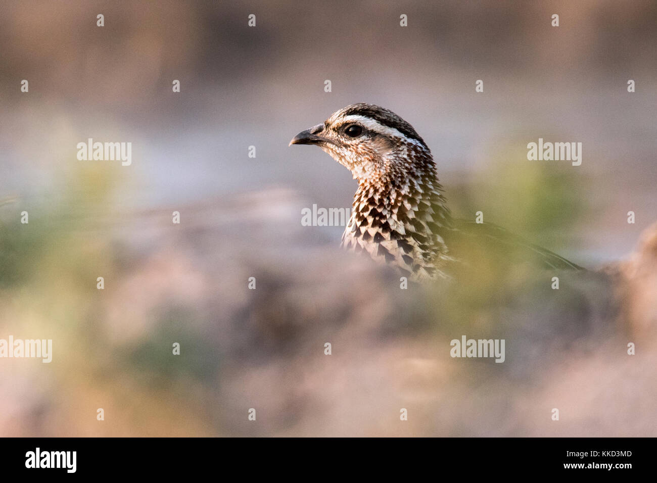 Crested francolin (Dendroperdix sephaena) - Onkolo Hide, Onguma Game ...