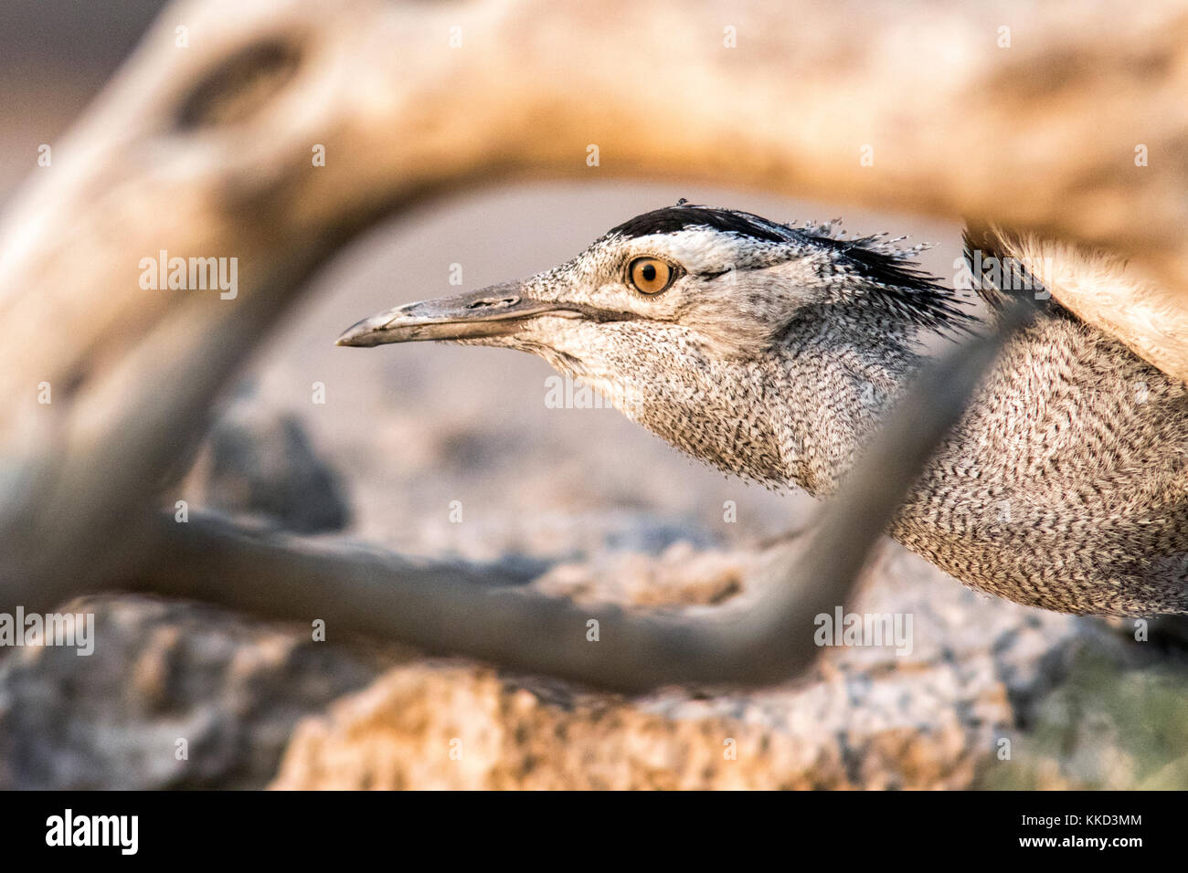 Close-up of Kori bustard (Ardeotis kori) head- Onkolo Hide, Onguma Game ...