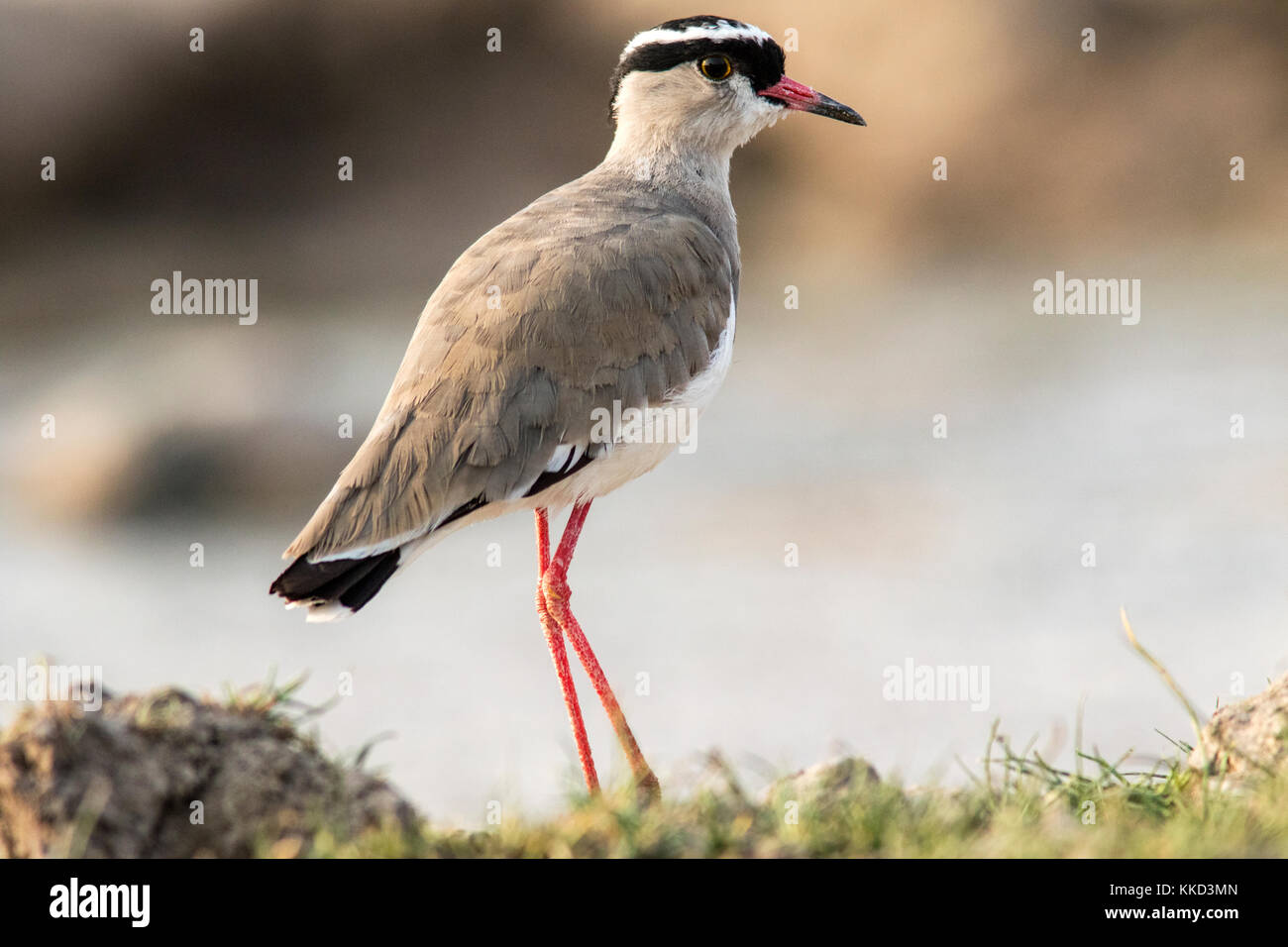 Crowned lapwing or crowned plover (Vanellus coronatus) - Onkolo Hide ...