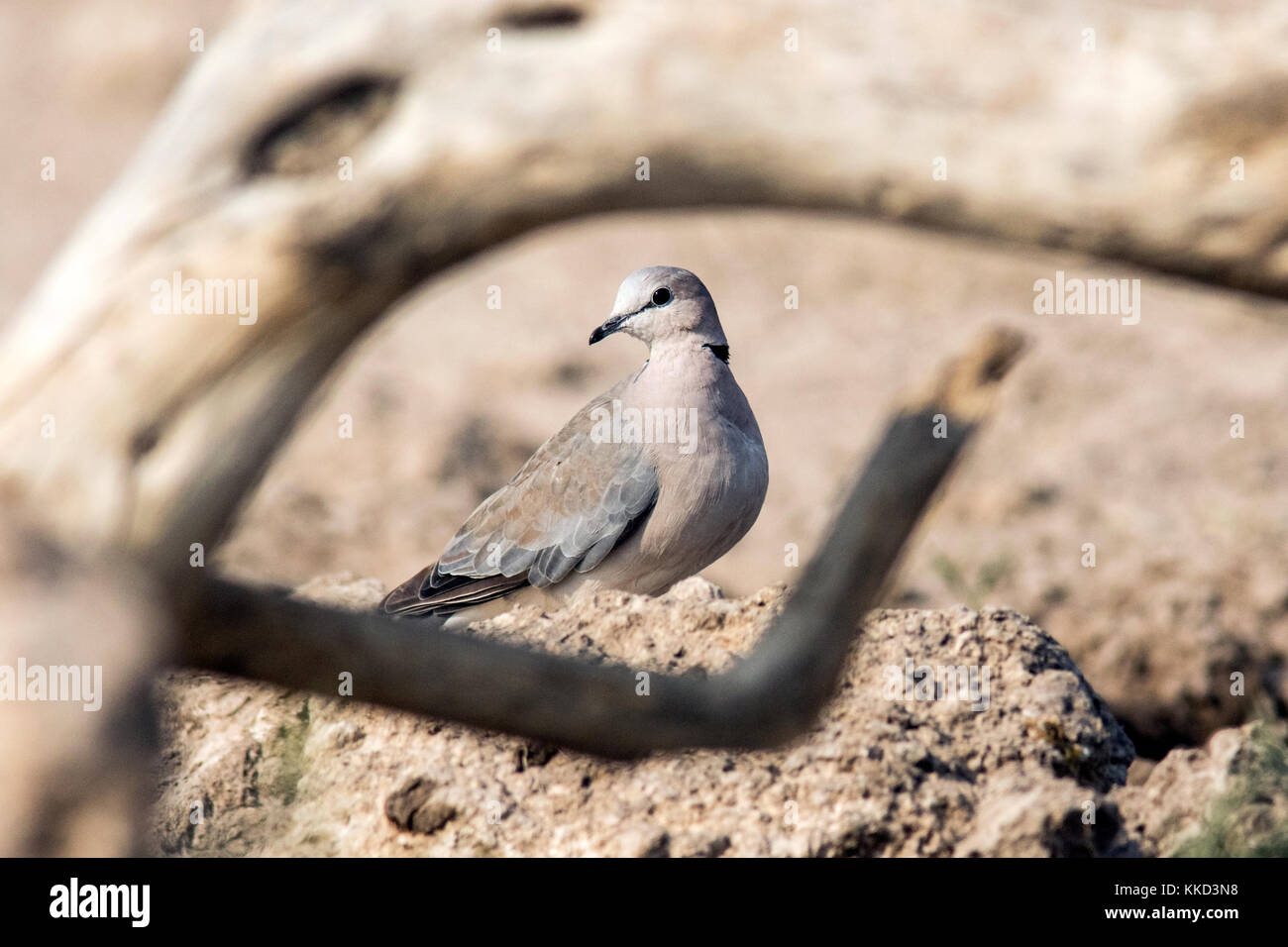 Ring-necked dove or Cape turtle dove (Streptopelia capicola) - Onkolo ...