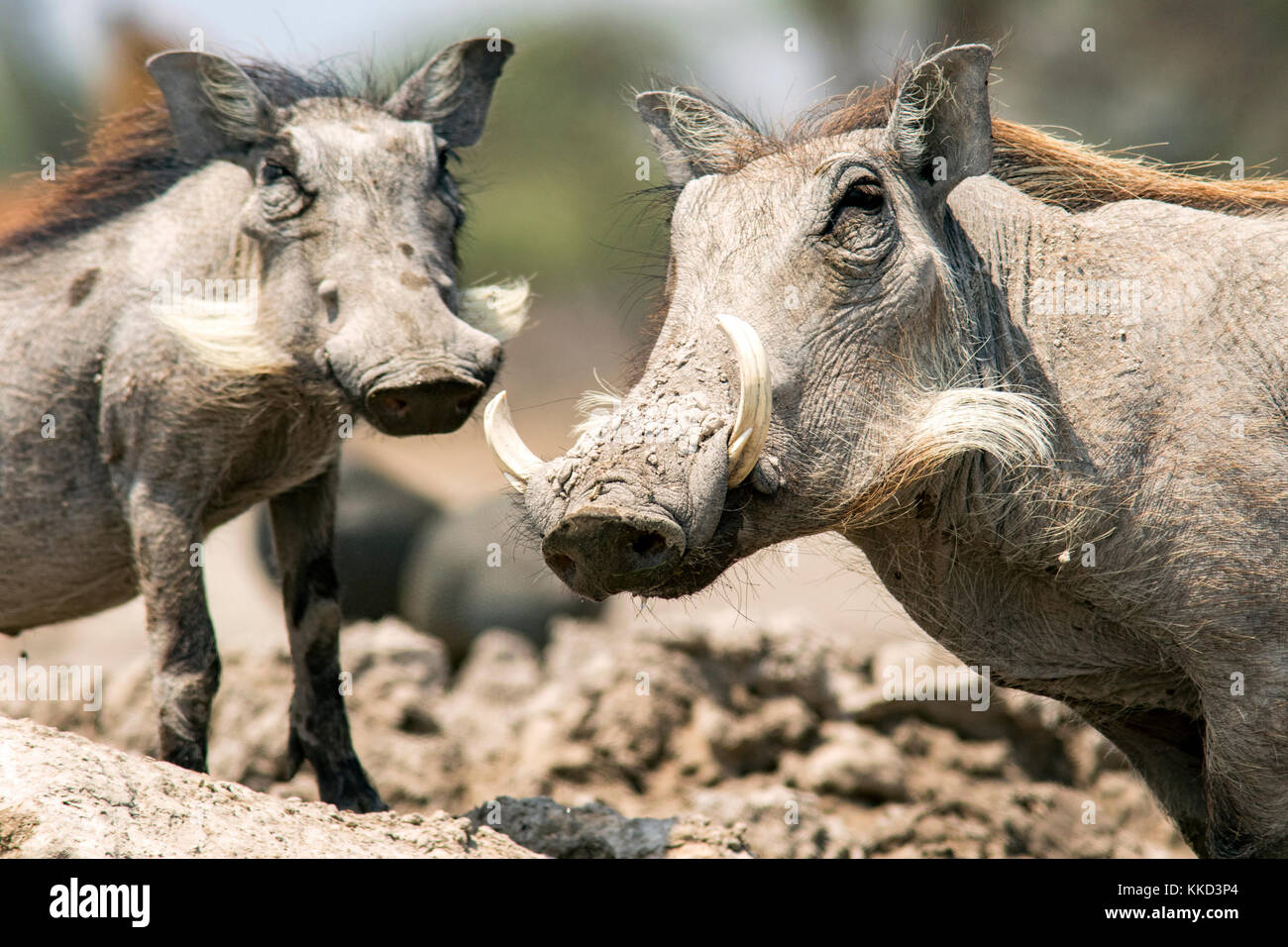 Common warthog (Phacochoerus africanus) - Onkolo Hide, Onguma Game ...