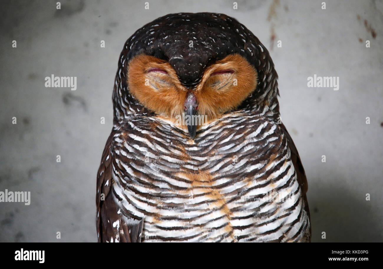 Parrots in kuala lumpur hi-res stock photography and images - Alamy