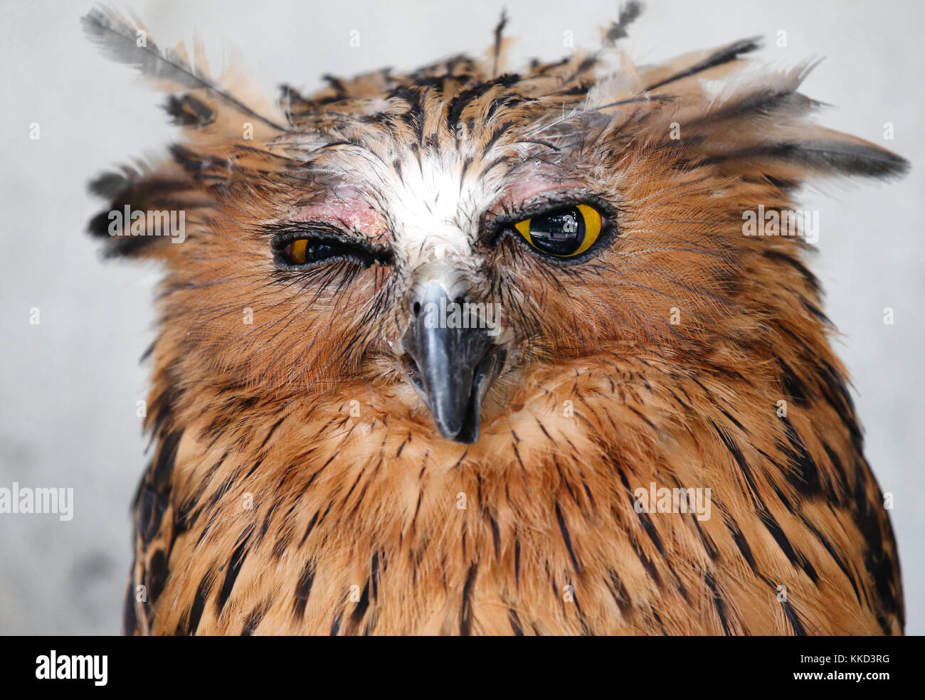 Owl in Kuala Lumpur Bird Park, Malaysia Stock Photo - Alamy