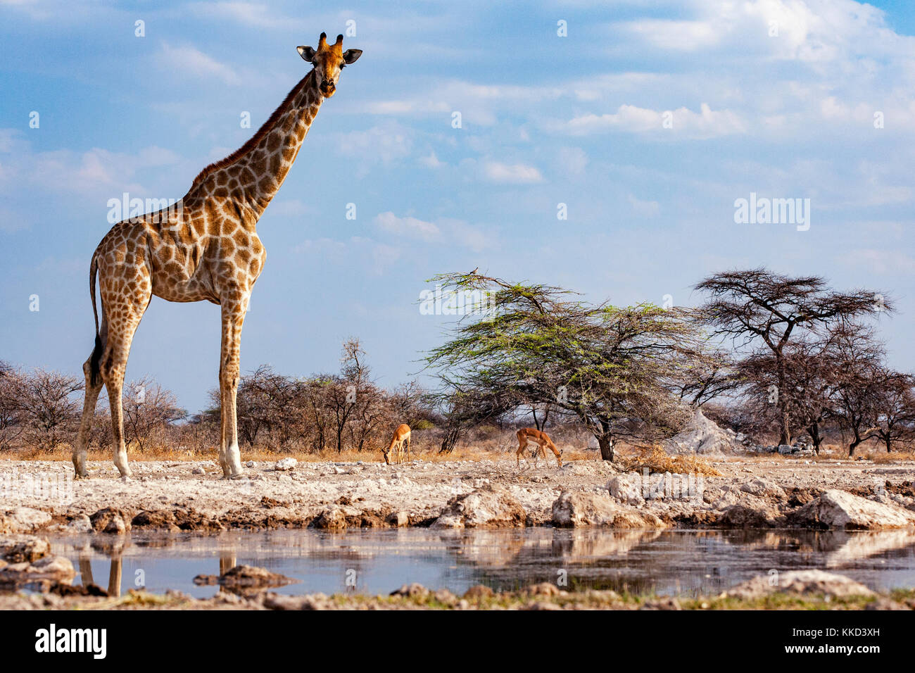 Giraffe at Onkolo Hide, Onguma Game Reserve, Namibia, Africa Stock ...