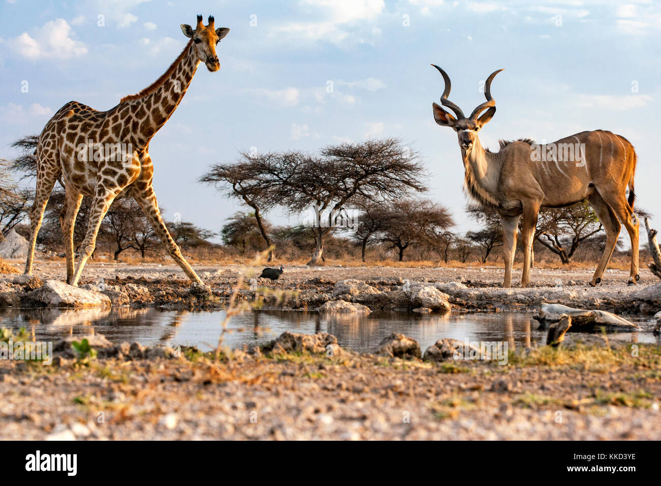 Giraffe and greater kudu drinking at waterhole - Onkolo Hide, Onguma ...