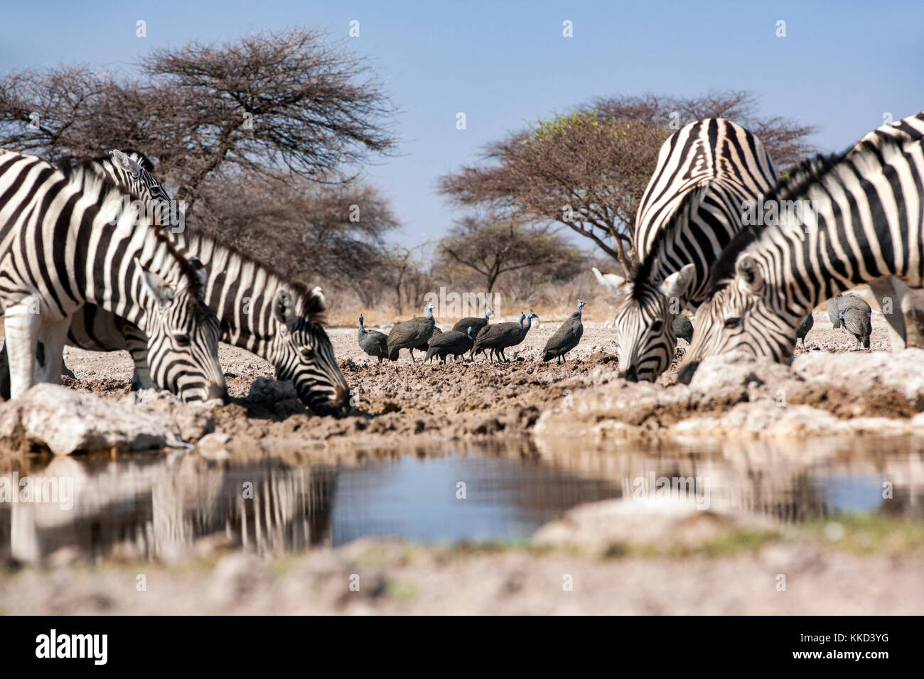 Burchell's zebra (Equus quagga burchellii) - Onkolo Hide, Onguma Game ...