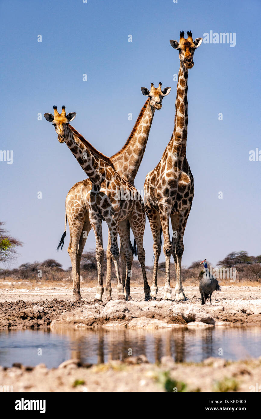 Group of Giraffe at Onkolo Hide, Onguma Game Reserve, Namibia, Africa ...