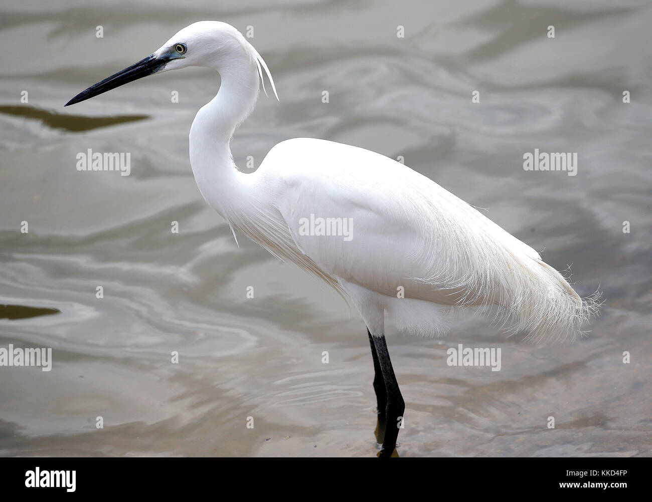 Bird in Putrajaya Wetland, Malaysia Stock Photo - Alamy