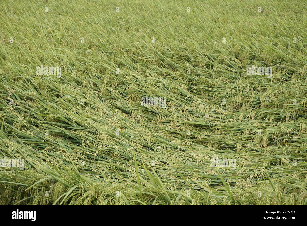 Rice stalk hi-res stock photography and images - Alamy