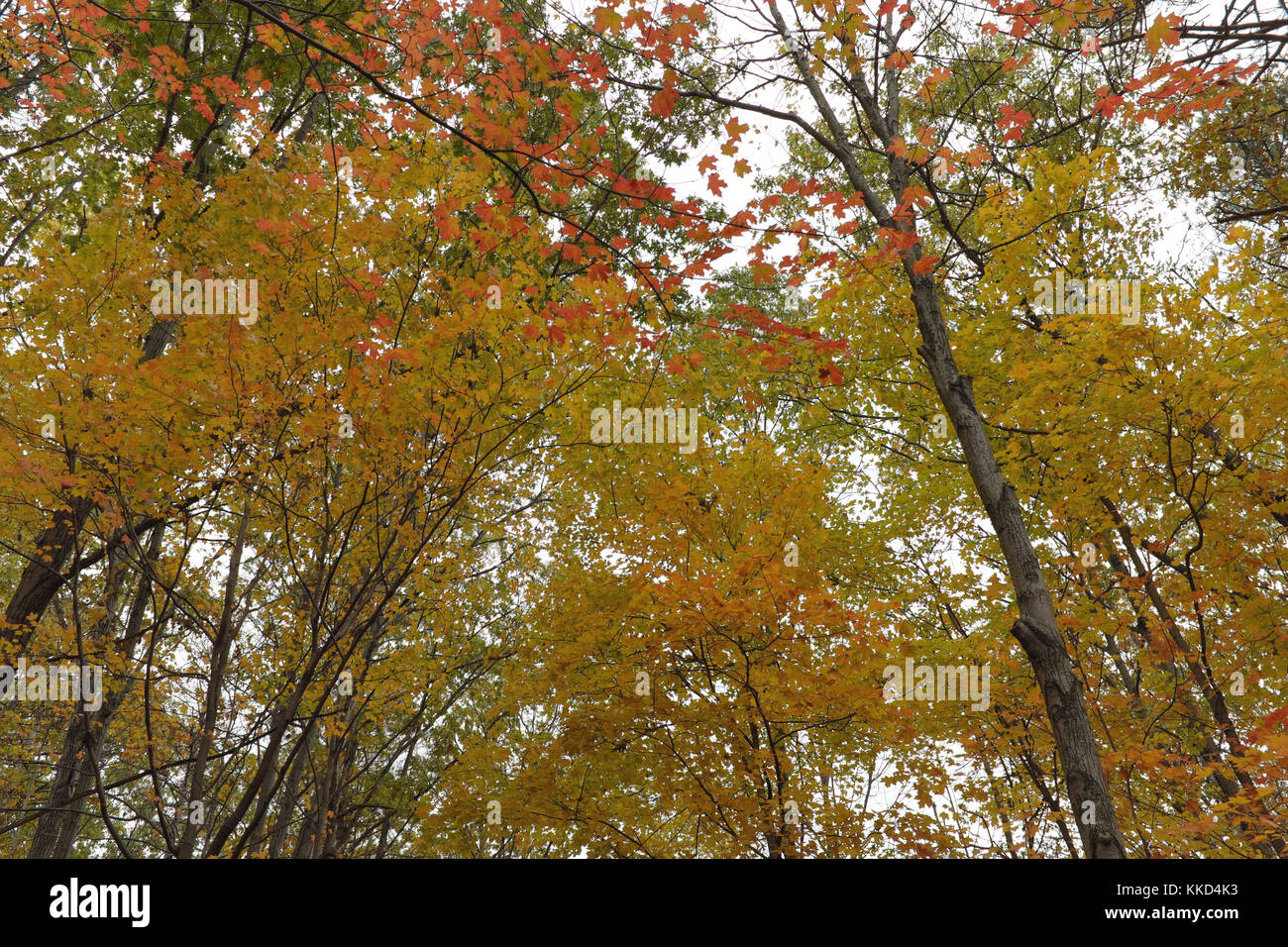 Nature Summer To Fall Transition