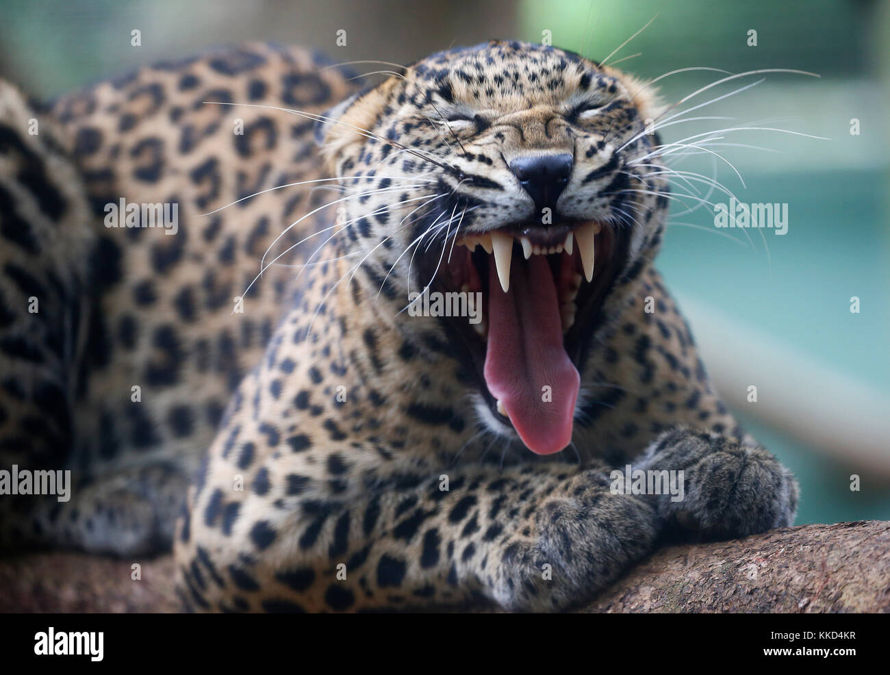 Leopard in Malacca Zoo, Malaysia Stock Photo - Alamy
